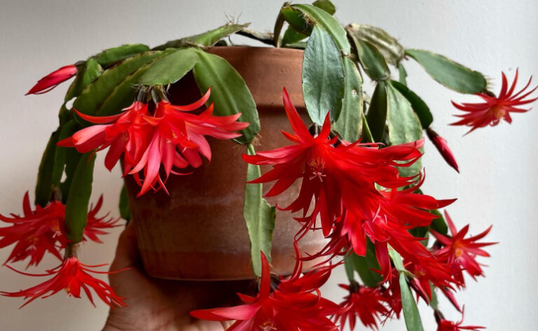 Cacto: como cuidar, tipos e dicas para a decoração