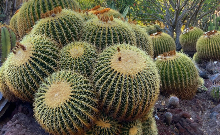 Cacto: como cuidar, tipos e dicas para a decoração