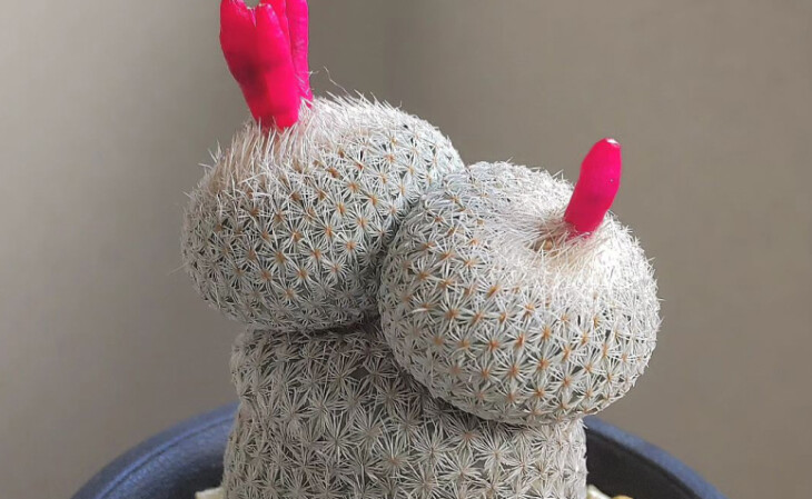 Cacto: como cuidar, tipos e dicas para a decoração