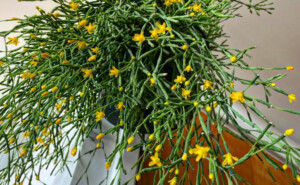 Cacto: como cuidar, tipos e dicas para a decoração