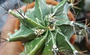 Cacto: como cuidar, tipos e dicas para a decoração