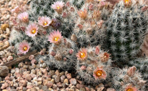 Cacto: como cuidar, tipos e dicas para a decoração