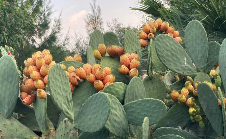 Cacto: como cuidar, tipos e dicas para a decoração