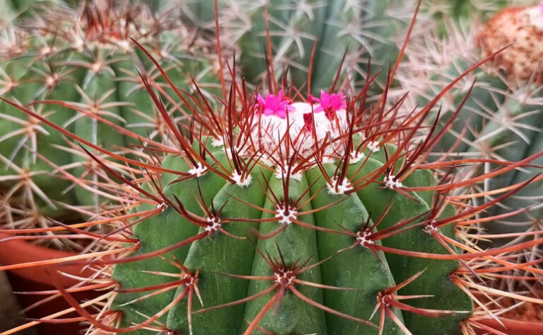 Cacto: como cuidar, tipos e dicas para a decoração