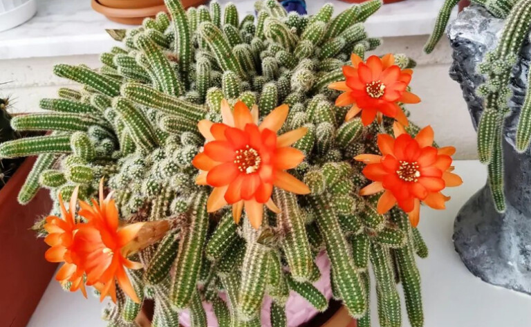 Cacto: como cuidar, tipos e dicas para a decoração