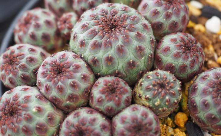 Cacto: como cuidar, tipos e dicas para a decoração