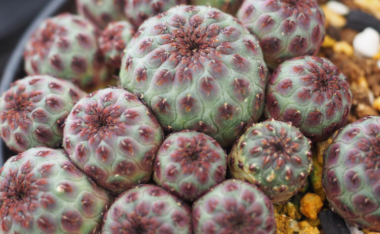 Cacto: como cuidar, tipos e dicas para a decoração