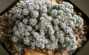 Cacto: como cuidar, tipos e dicas para a decoração