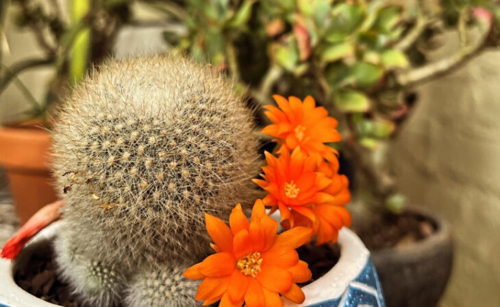 Cacto: como cuidar, tipos e dicas para a decoração