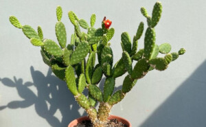 Cacto: como cuidar, tipos e dicas para a decoração