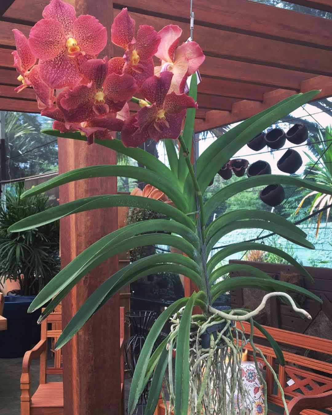 Orquídea Vanda: como cuidar, plantar e fazer mudas