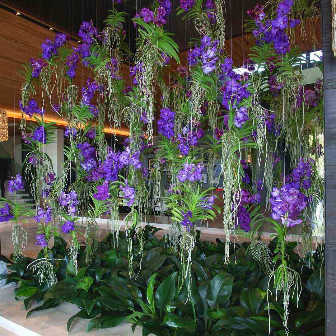 Orquídea Vanda: como cuidar, plantar e fazer mudas