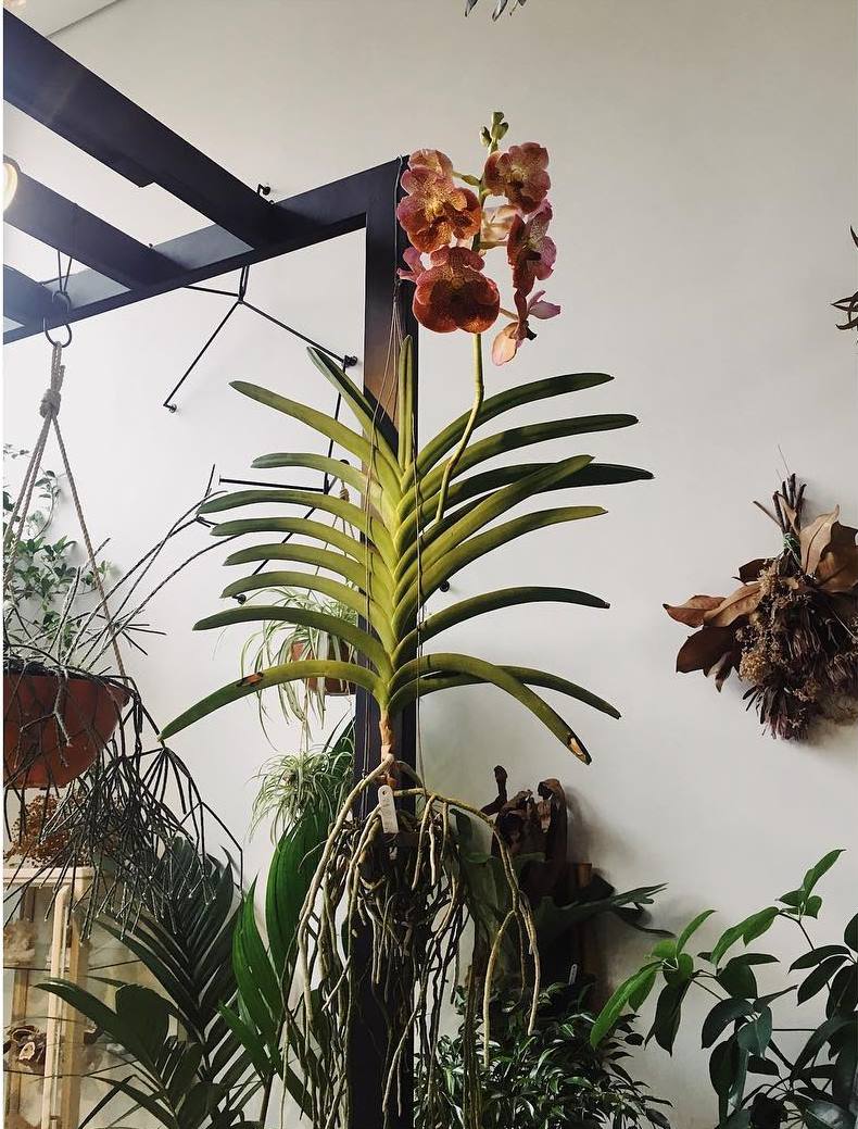 Orquídea Vanda: como cuidar, plantar e fazer mudas