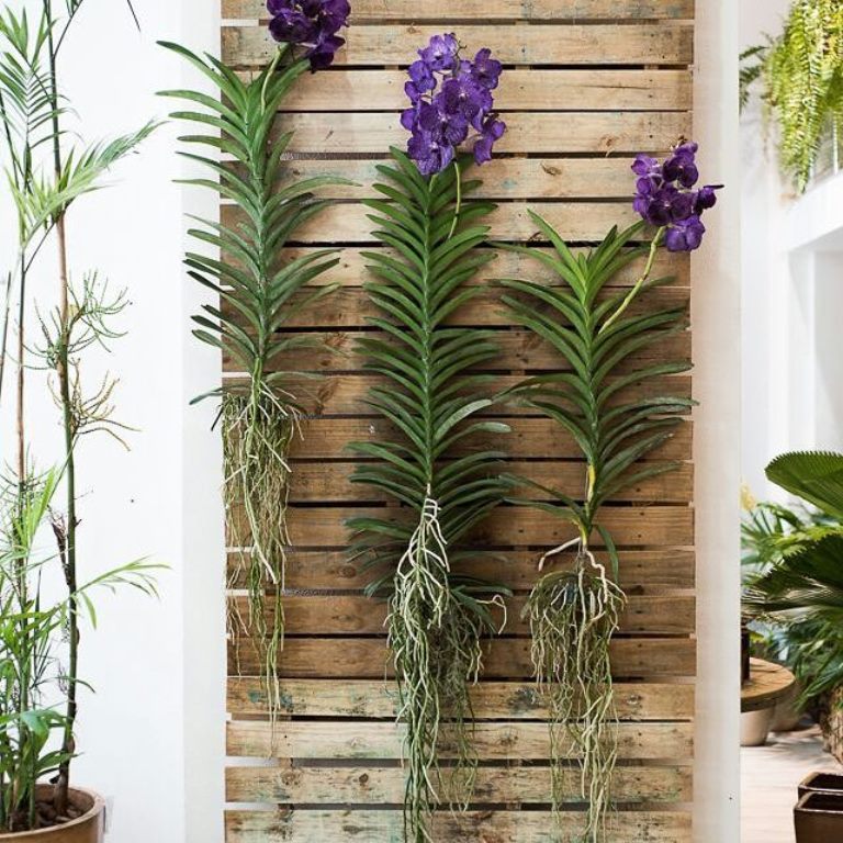 Orquídea Vanda: como cuidar, plantar e fazer mudas