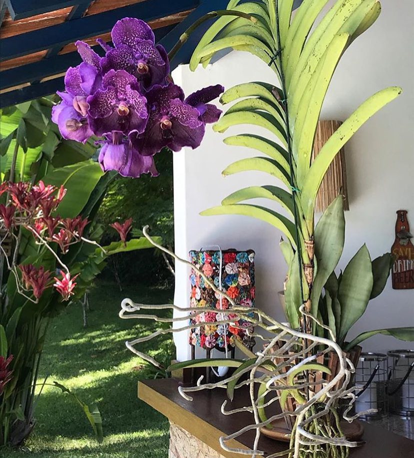 Orquídea Vanda: como cuidar, plantar e fazer mudas
