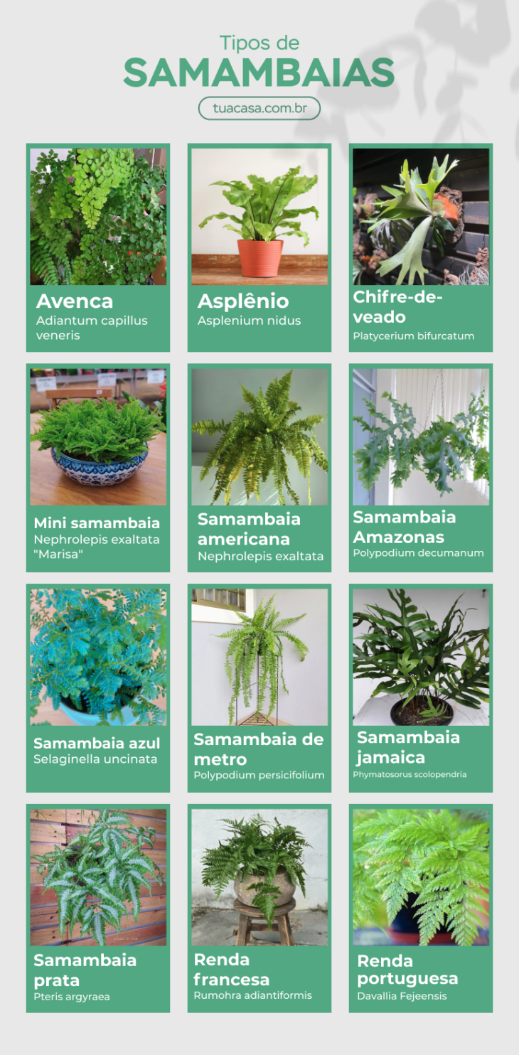 Samambaia: como cuidar, tipos e 60 ideias para a decoração