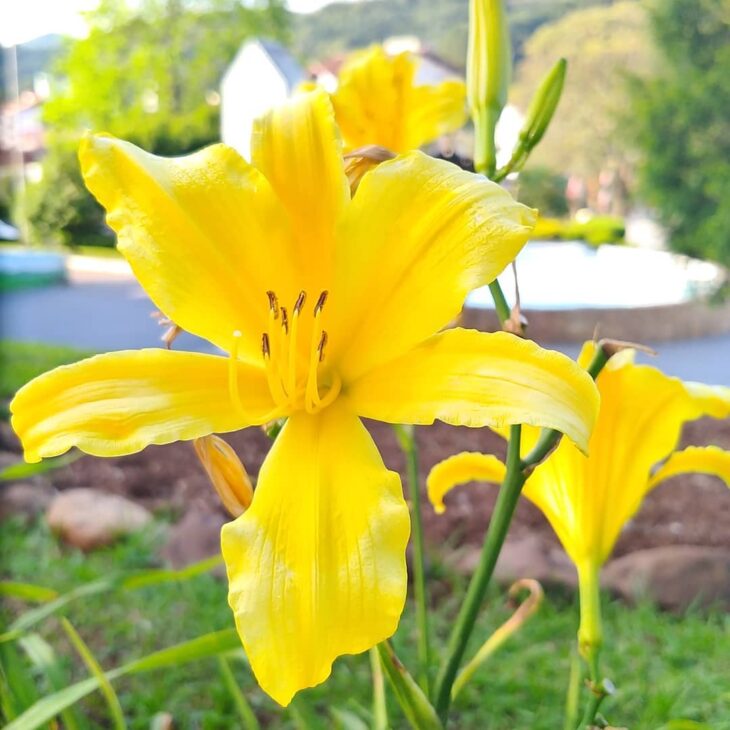 Lírio: tipos e dicas para cultivar a flor com sucesso