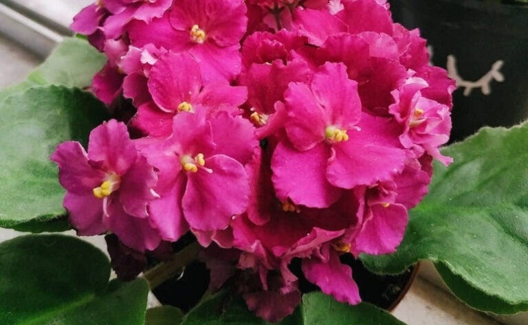 Como cuidar de violetas: dicas PRÁTICAS para cultivar