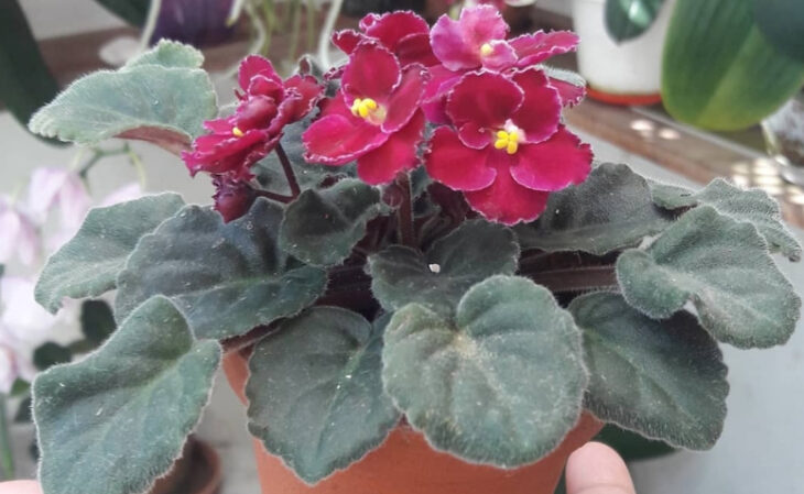 Como cuidar de violetas: dicas PRÁTICAS para cultivar