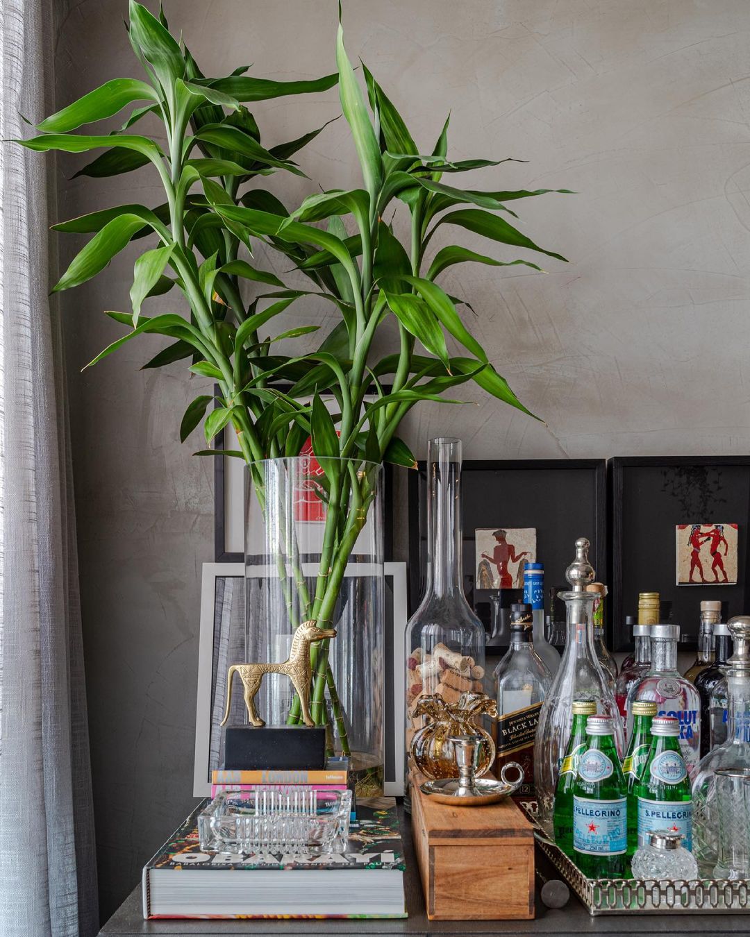 Bambu-da-sorte: significado e como cultivar em casa