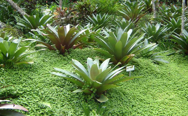 Bromélia: tipos e dicas para cultivar essa linda planta em casa