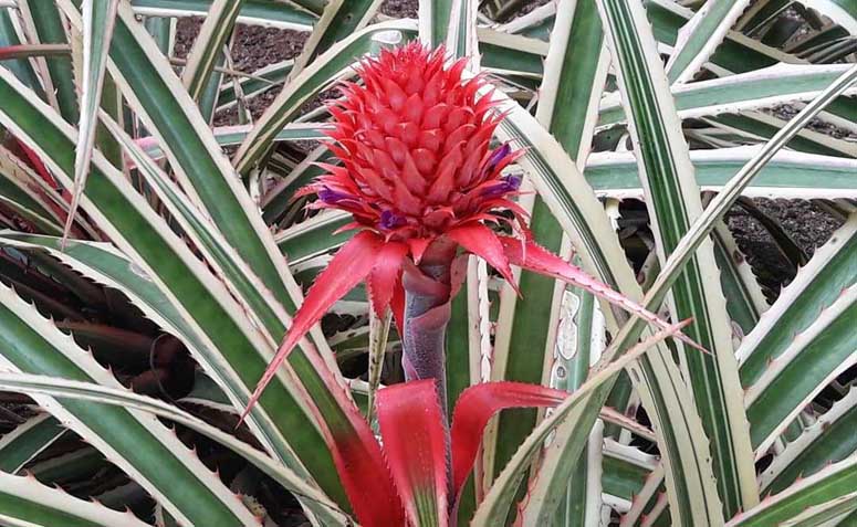 Bromélia: tipos e dicas para cultivar essa linda planta em casa