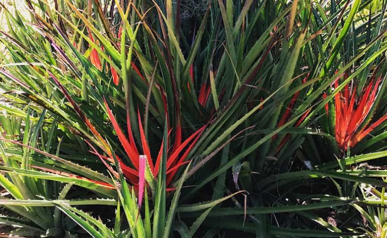 Bromélia: tipos e dicas para cultivar essa linda planta em casa
