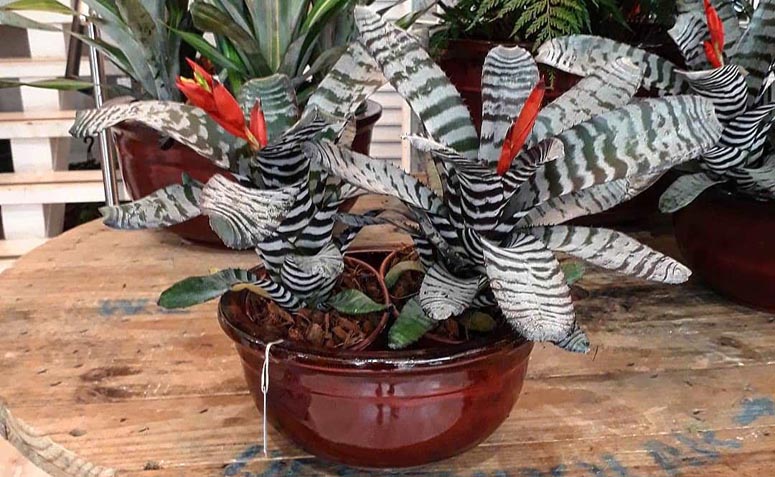 Bromélia: tipos e dicas para cultivar essa linda planta em casa
