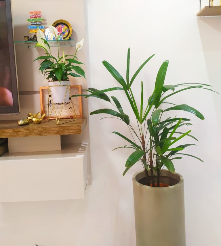 Palmeira Ráfia: significado, como cuidar e 25 fotos