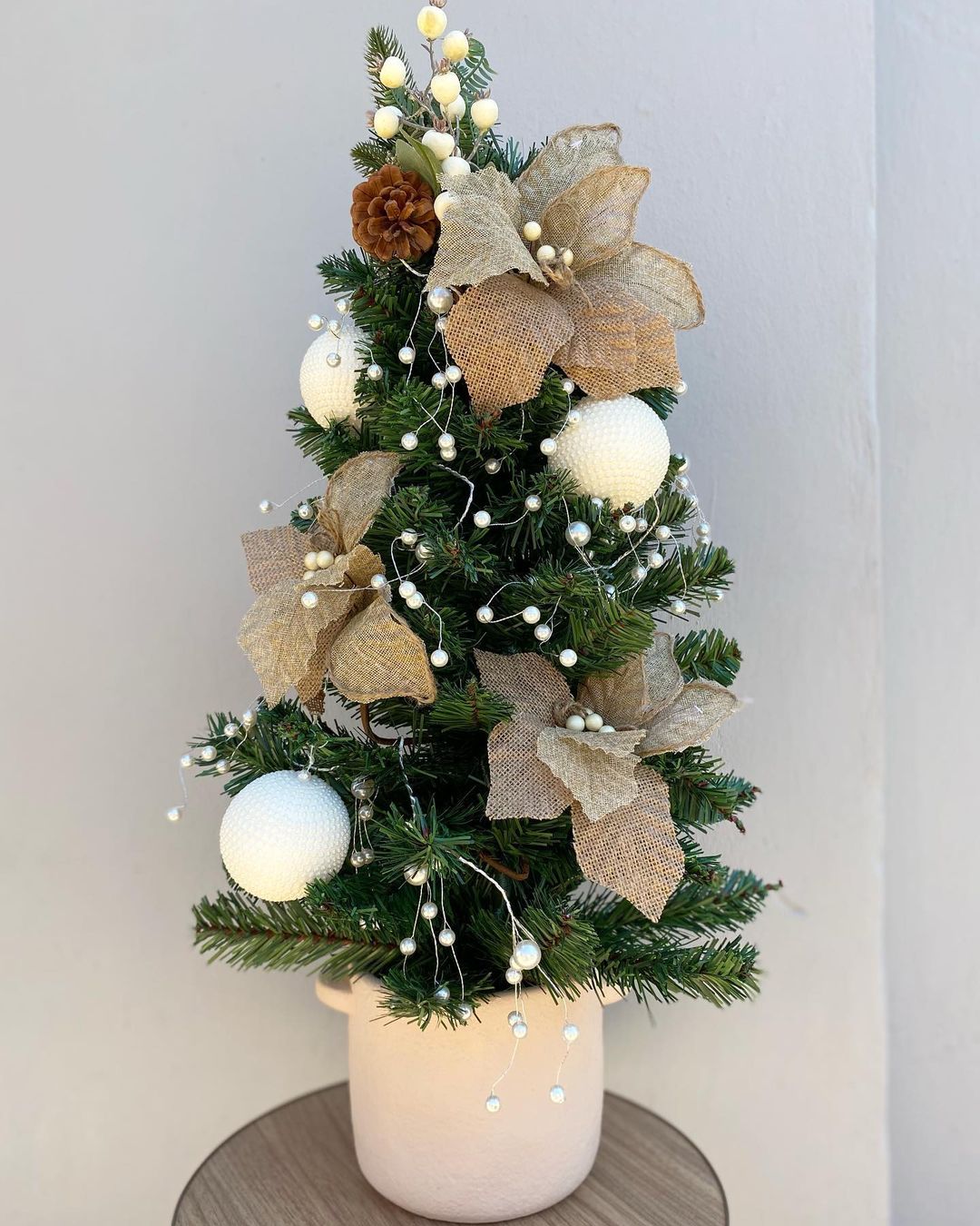 Pinheiro de Natal: espécies e como cultivar em casa