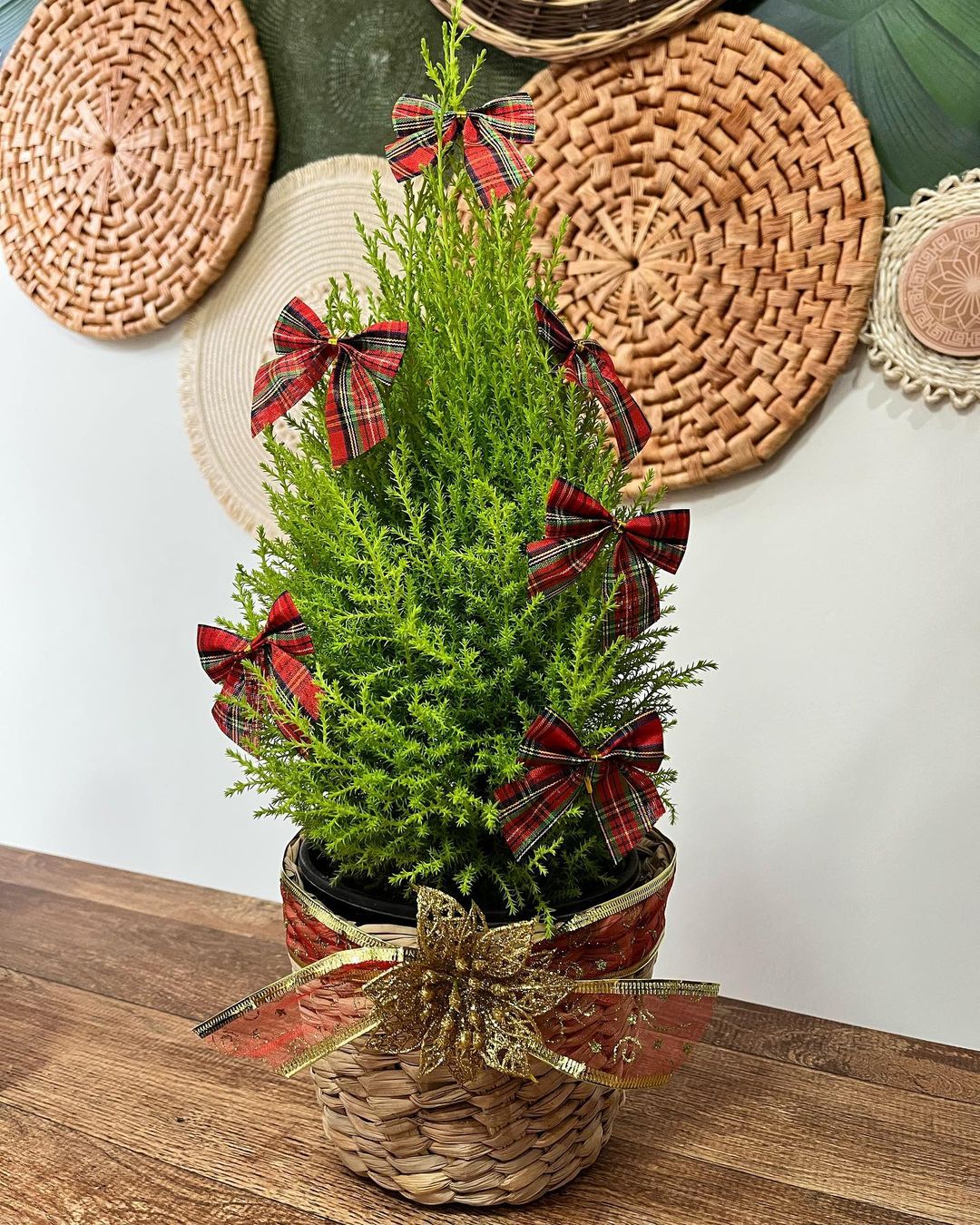 Pinheiro de Natal: espécies e como cultivar em casa