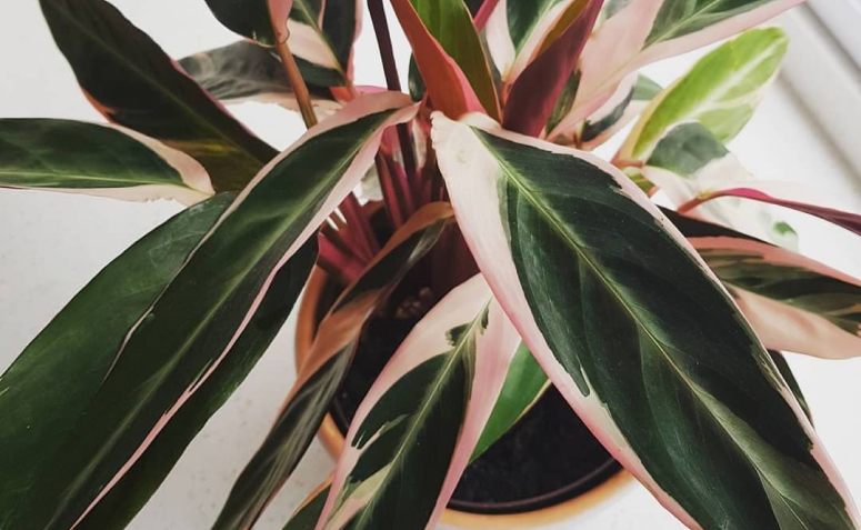 Maranta: tipos e como cultivar em casa suas variadas estampas