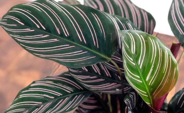 Maranta: tipos e como cultivar em casa suas variadas estampas