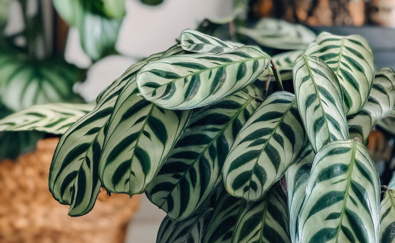 Maranta: tipos e como cultivar em casa suas variadas estampas