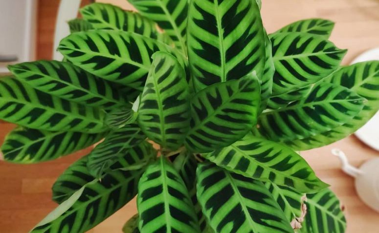 Maranta: tipos e como cultivar em casa suas variadas estampas