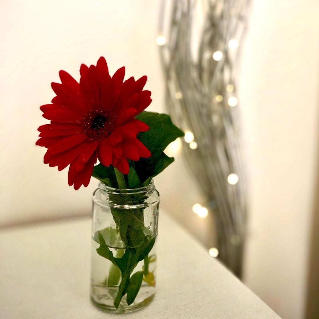 Gérbera: significado, como cuidar e 40 ideias de arranjos [FOTOS]