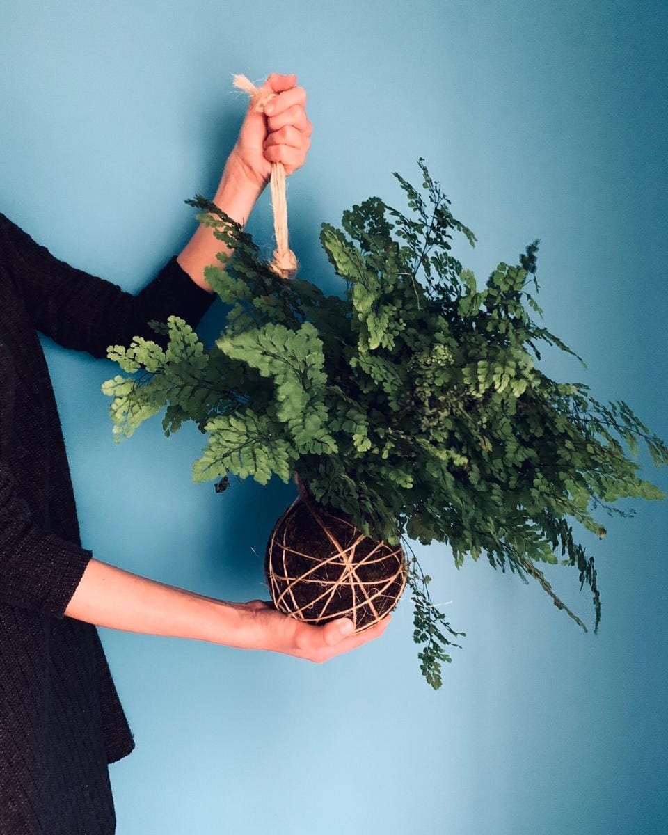 Avenca: conheça mais sobre essa planta ornamental e medicinal