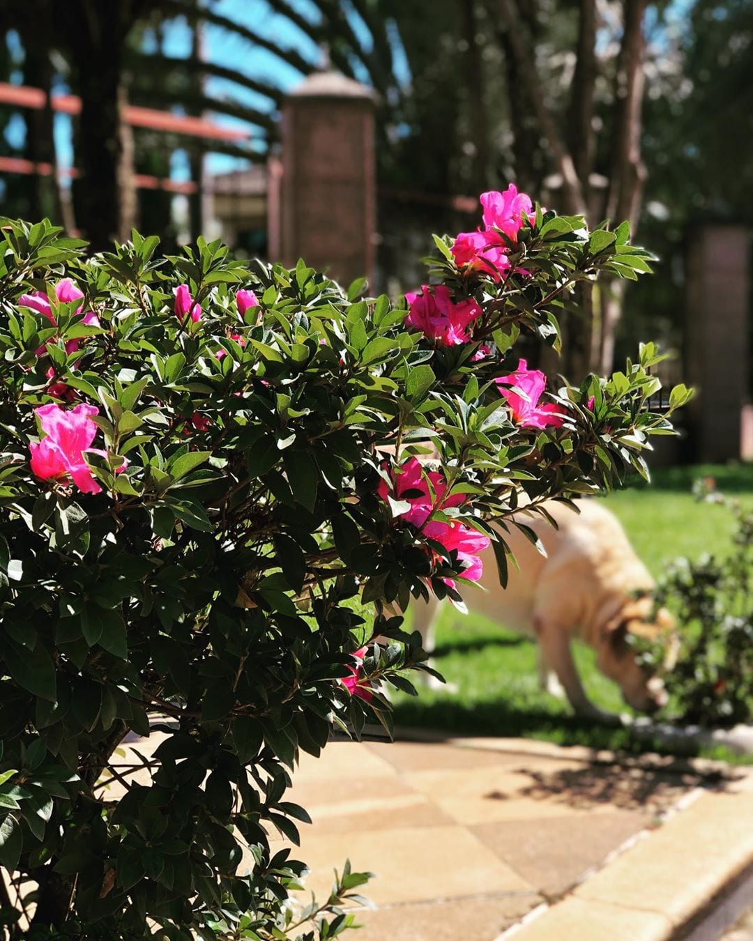 Azaleia: como cultivar e 50 ideias para decorar a casa ou jardim