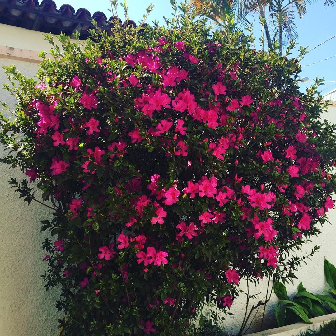 Azaleia: como cultivar e 50 ideias para decorar a casa ou jardim