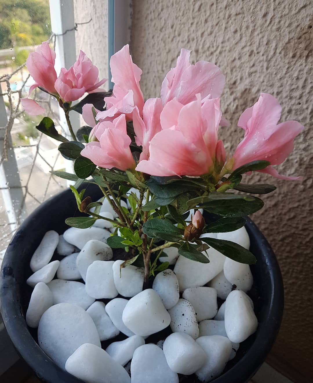 Azaleia: como cultivar e 50 ideias para decorar a casa ou jardim