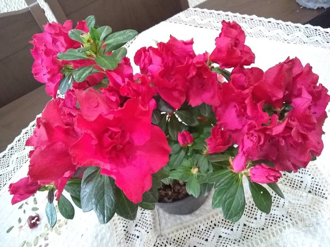 Azaleia: como cultivar e 50 ideias para decorar a casa ou jardim