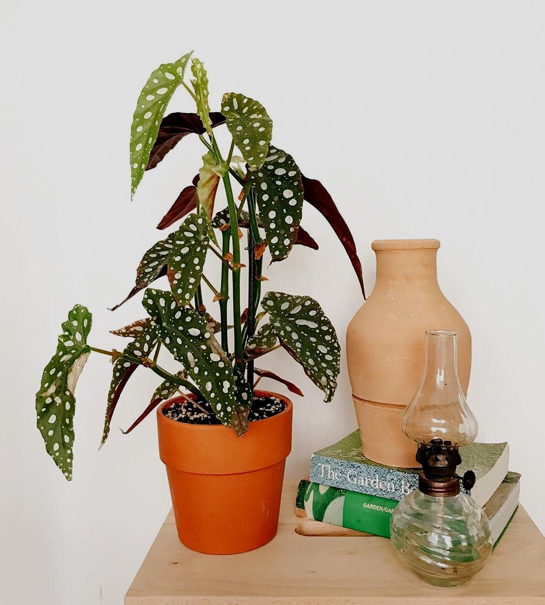 Begonia maculata: como cultivar e usar a planta na decoração