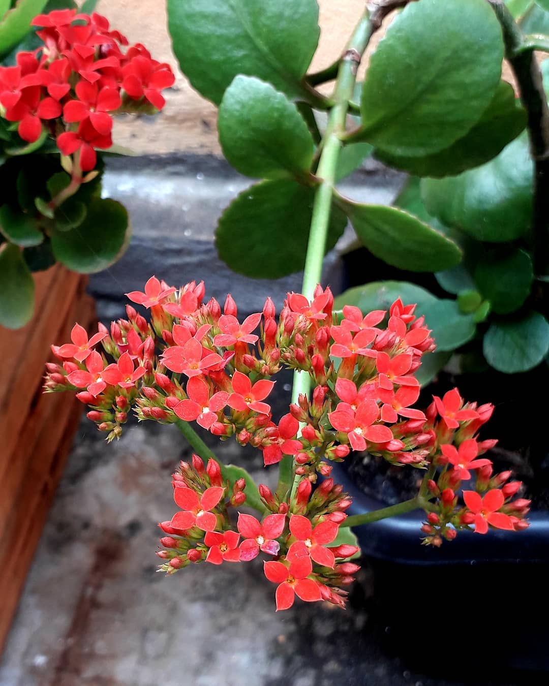 Flor-da-fortuna: significado + dicas práticas para cultivar em casa