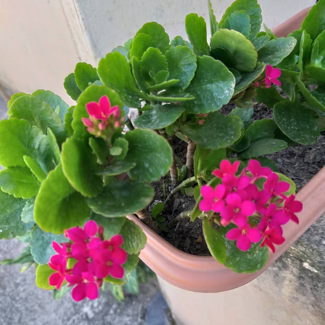 Flor-da-fortuna: significado + dicas práticas para cultivar em casa