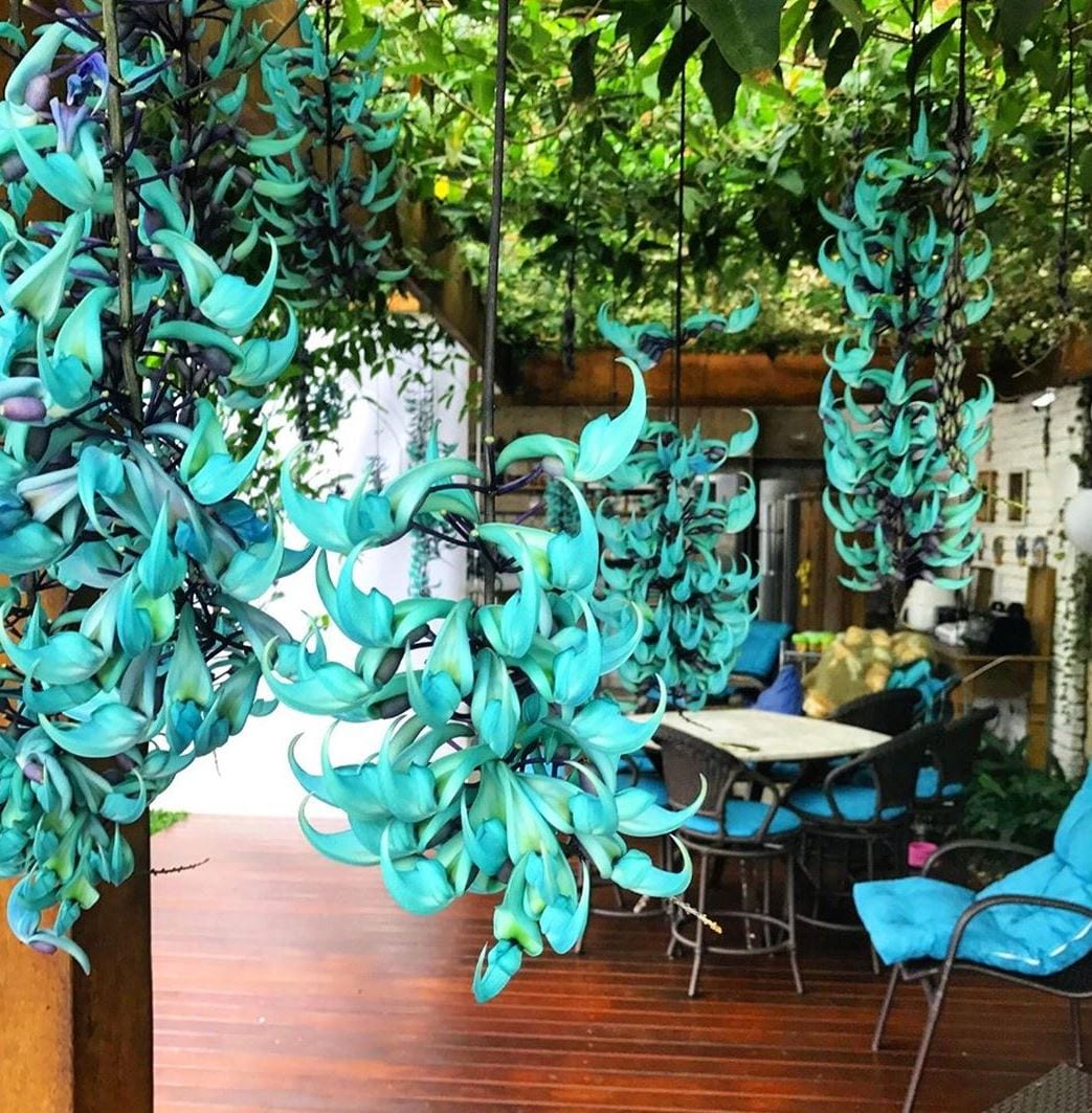 Trepadeira jade: tipos, como cuidar e 20 fotos dessa planta