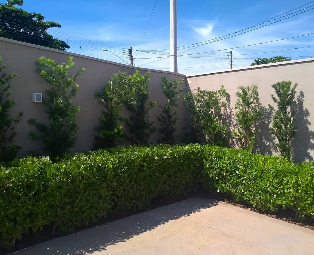 Clúsia: tipos, como cultivar e 60 fotos dessa planta na decoração