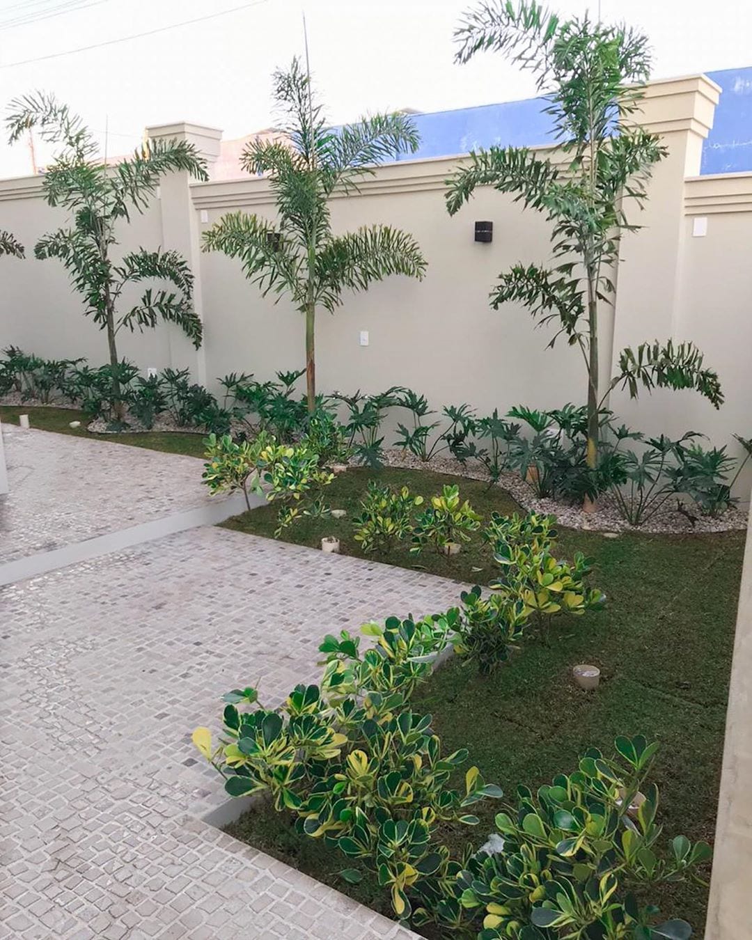 Clúsia: tipos, como cultivar e 60 fotos dessa planta na decoração