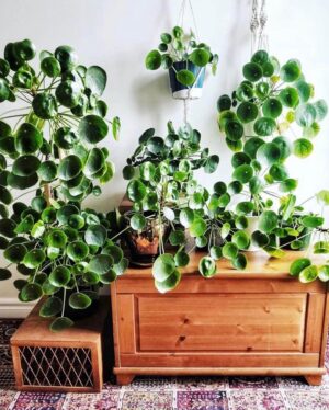 Pilea: tipos, dicas para cultivar e fotos para se apaixonar