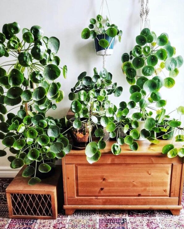 Pilea: tipos, dicas para cultivar e fotos para se apaixonar