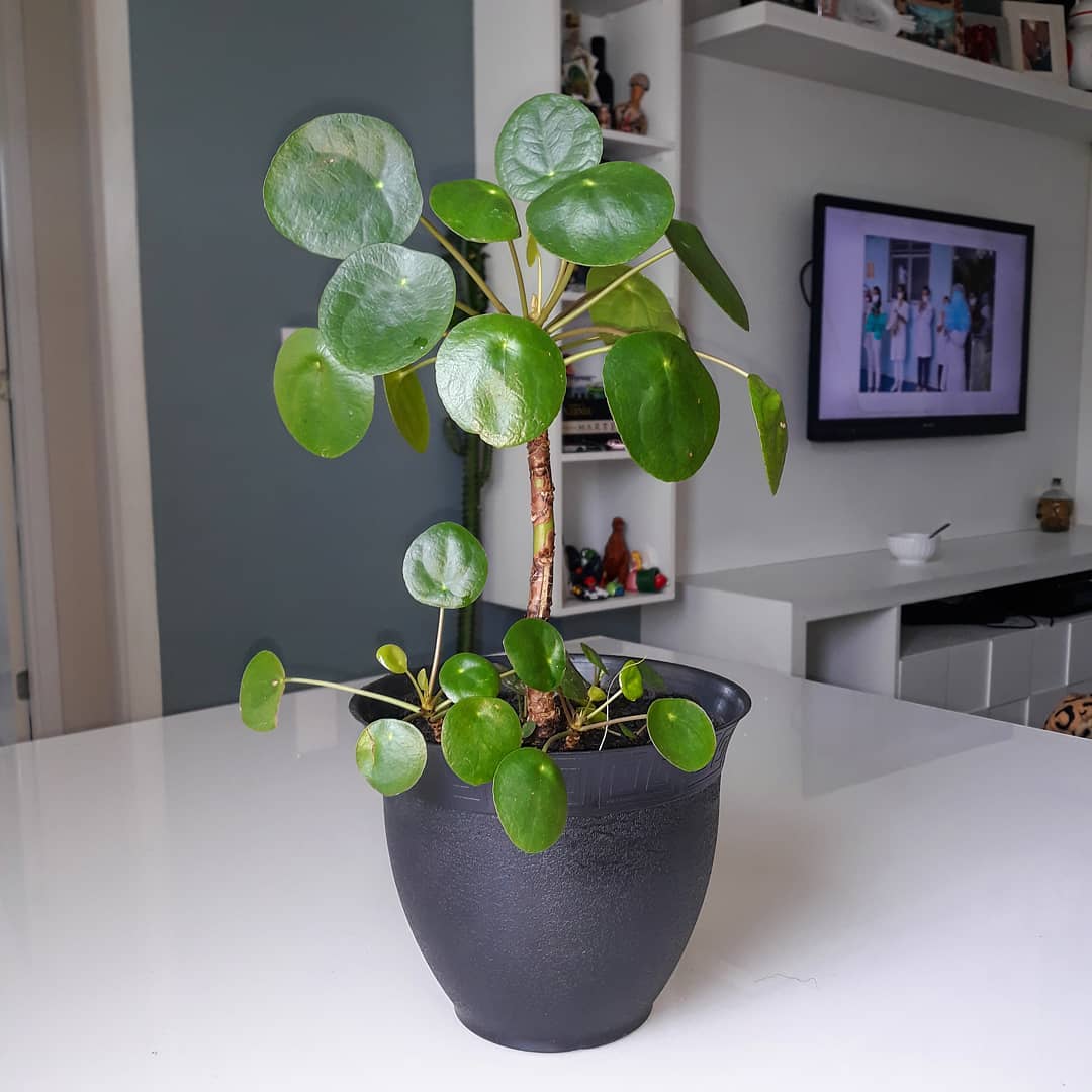Pilea: tipos, dicas para cultivar e fotos para se apaixonar